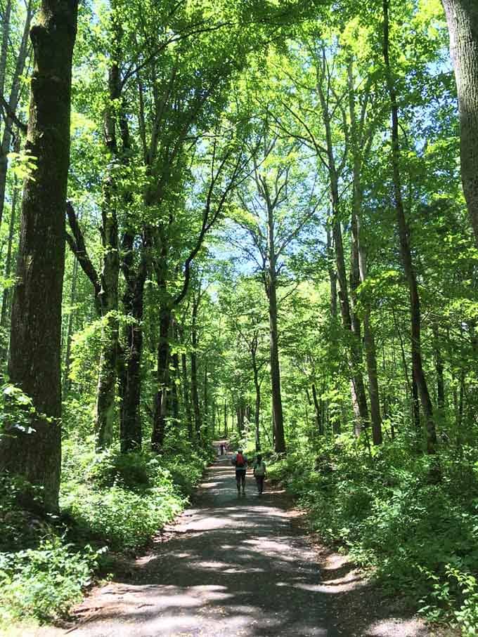 The shaded forest sections offer relief from the sun and a moment to remember why hiking beats treadmills.