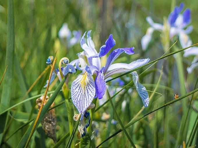 Delicate wild iris blooms prove that even the toughest desert landscapes harbor surprising pockets of unexpected beauty and color.