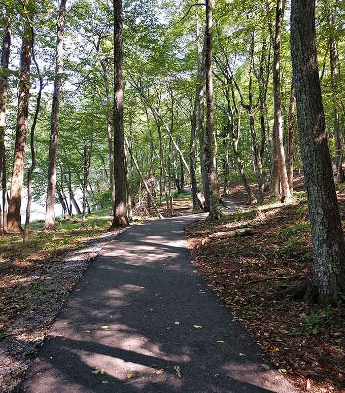 Dappled sunlight filters through towering trees onto this peaceful path, creating that perfect Instagram-worthy forest cathedral effect you've been seeking.