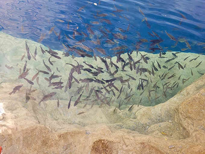 Schools of fish call this quarry home, adding unexpected wildlife to your landlocked Kentucky diving experience.