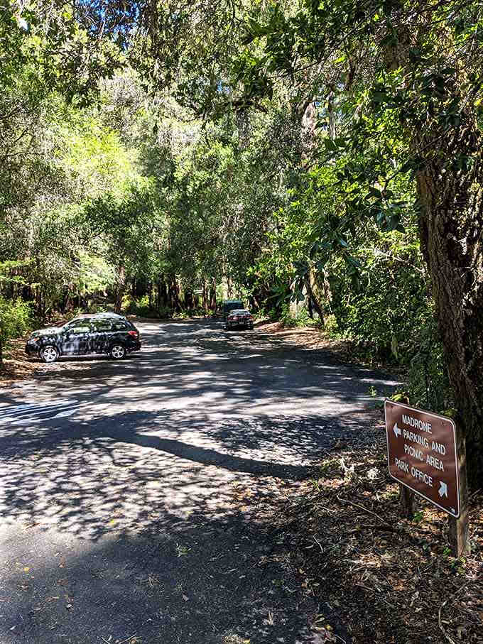 The parking area where your adventure begins, shaded and welcoming like nature's own valet service station.
