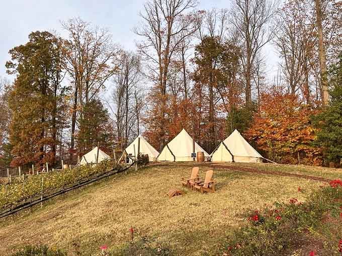 Wine tents nestled among autumn trees offer the perfect excuse to pretend you're glamping without the actual camping part.