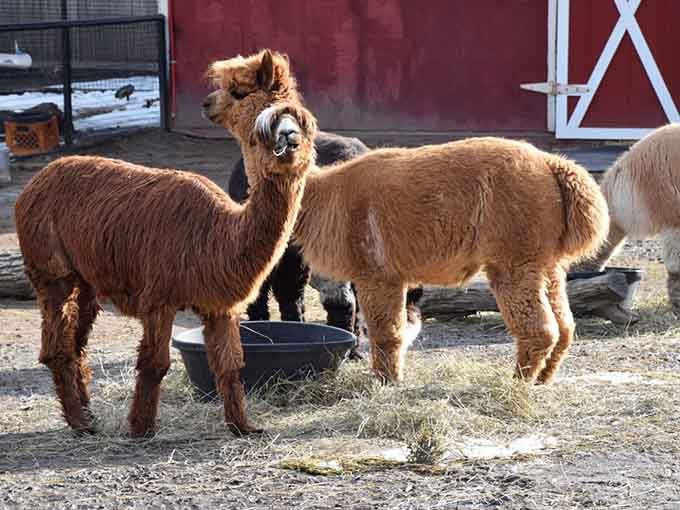 Alpacas gather in their cozy barn area, looking like fluffy clouds with legs and surprisingly expressive faces.