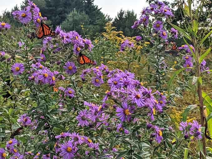 Monarch butterflies feast on native asters, proving this restored prairie ecosystem actually works beautifully in practice.