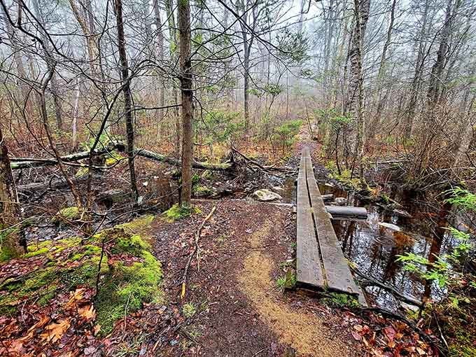 This narrow boardwalk crosses the swamp like a tightrope, minus the circus music and terrifying height, thankfully.