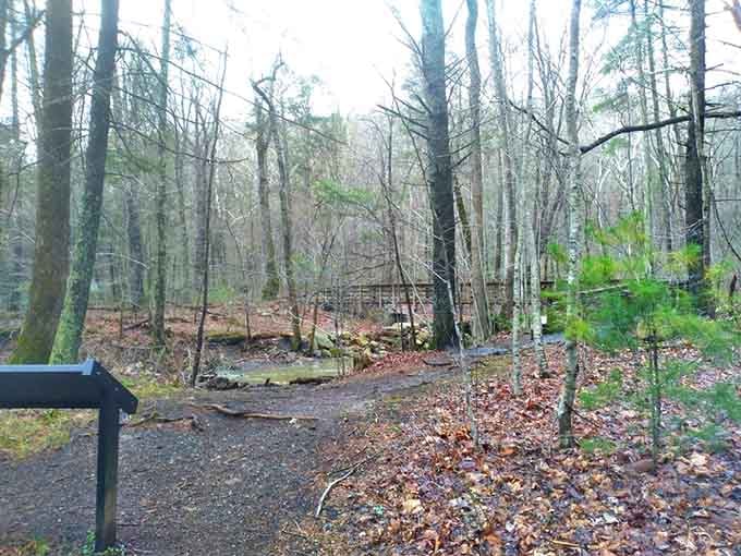 The forest path stretches ahead, promising adventure without requiring a wilderness survival guide or machete.