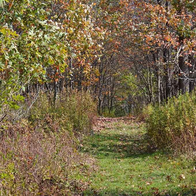 Autumn trails invite you to crunch leaves underfoot like the world's most satisfying bubble wrap.