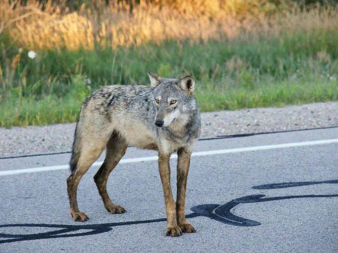 A wolf pausing mid-stride on the road, wild and magnificent, making your heart skip exactly one thrilled beat.