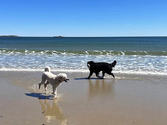 Four-legged beachgoers splash through the shallows with pure joy that humans can only aspire to match.