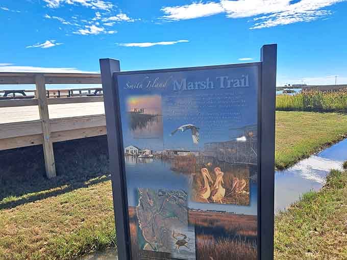 The Marsh Trail beckons nature lovers to discover ecosystems that quietly keep the Chesapeake Bay healthy.