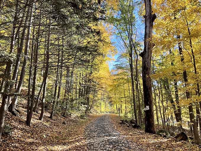 Autumn transforms ordinary trails into scenes that make your camera roll look like professional photography suddenly.