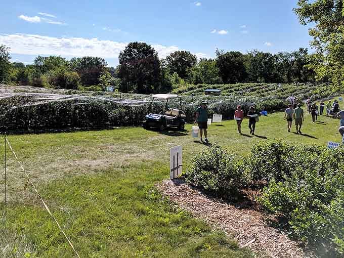 Blueberry picking in neat rows beats fighting crowds at the grocery store, plus you get the Instagram photos free.