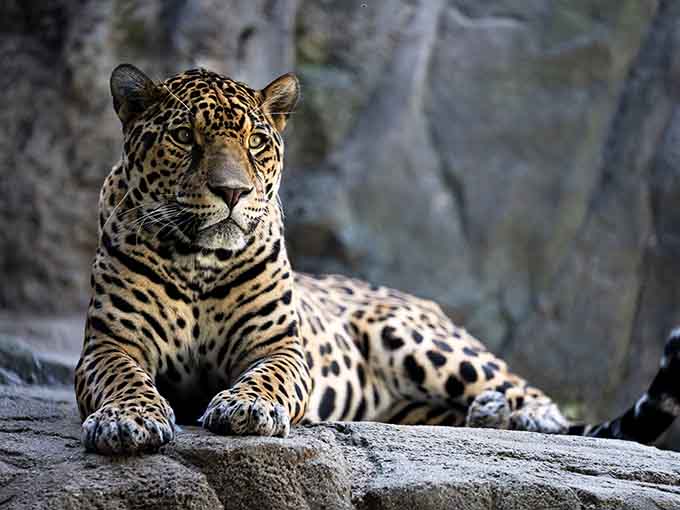 This jaguar's intense gaze and spotted coat exemplify the raw power and elegance of South America's apex predator.