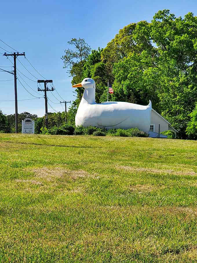 Rising majestically from the Long Island landscape, this concrete duck has been charming passersby for nearly nine decades.