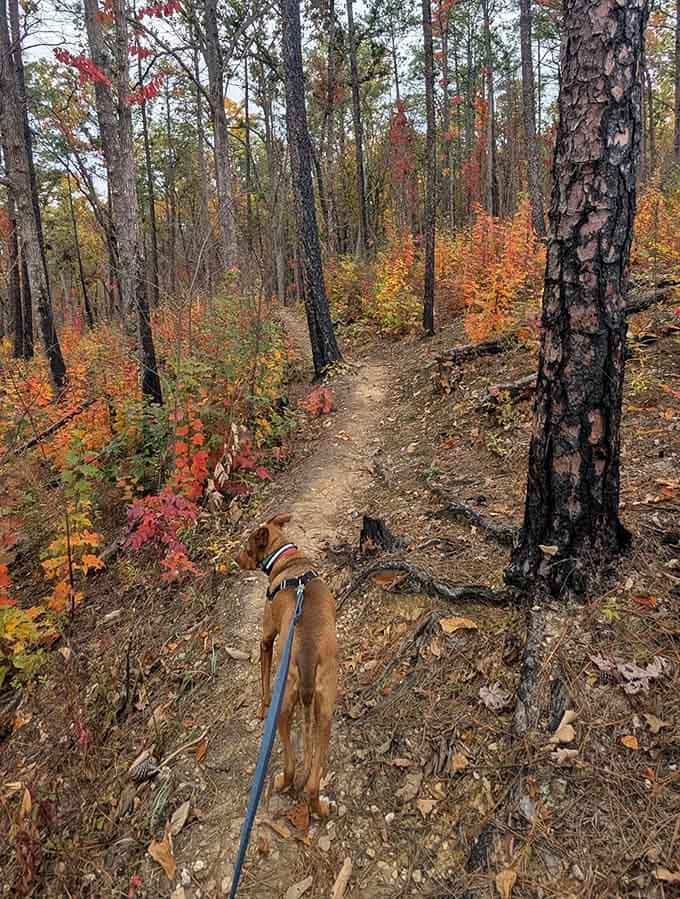 Your four-legged trail guide leads the way through fall's fiery display, tail wagging at every colorful discovery.