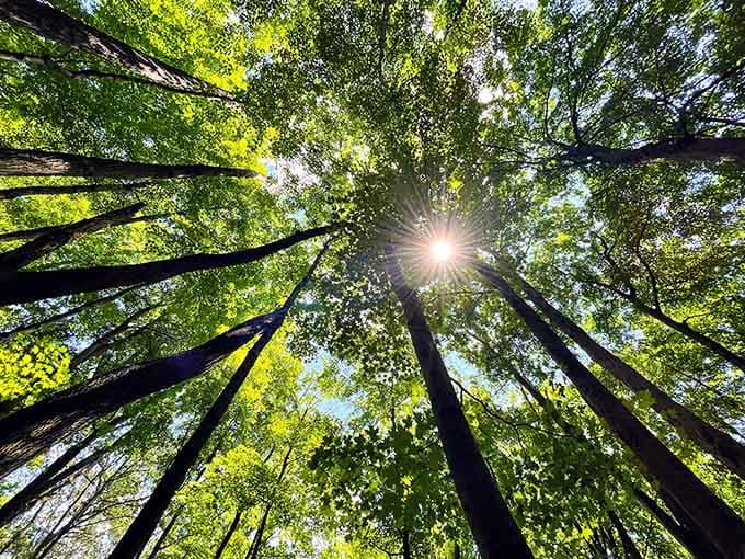 Looking up through towering trees reminds you that nature always gets the last word eventually.