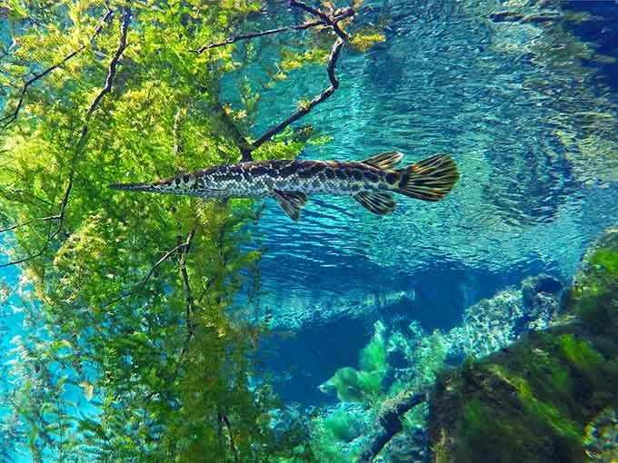 Longnose gar gliding through its domain, looking prehistoric because it basically is.