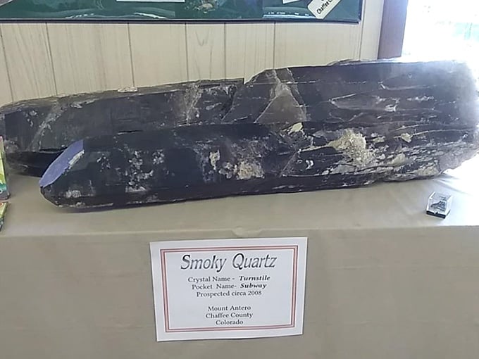 Smoky quartz from Mount Antero stretches long and dark, a geological giant pulled from Colorado's own mountains.
