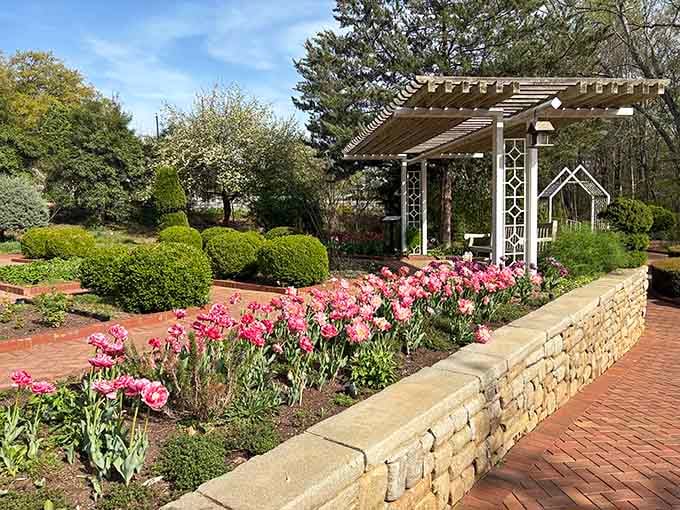 Spring tulips burst forth in cheerful pink waves, proving that patience through winter always pays spectacular dividends eventually.