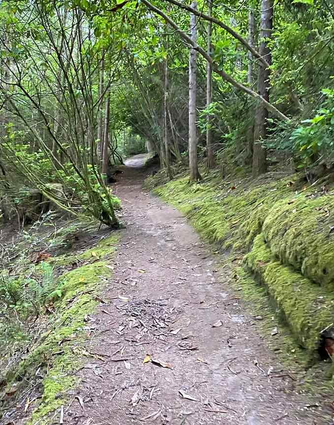 The trail winds gently through the forest, proving that not all worthwhile journeys require suffering or expensive gear.