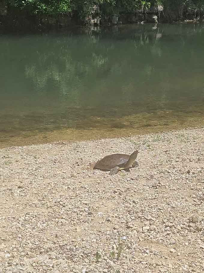 A turtle making its determined way across the beach, moving at a pace we should all consider adopting occasionally.
