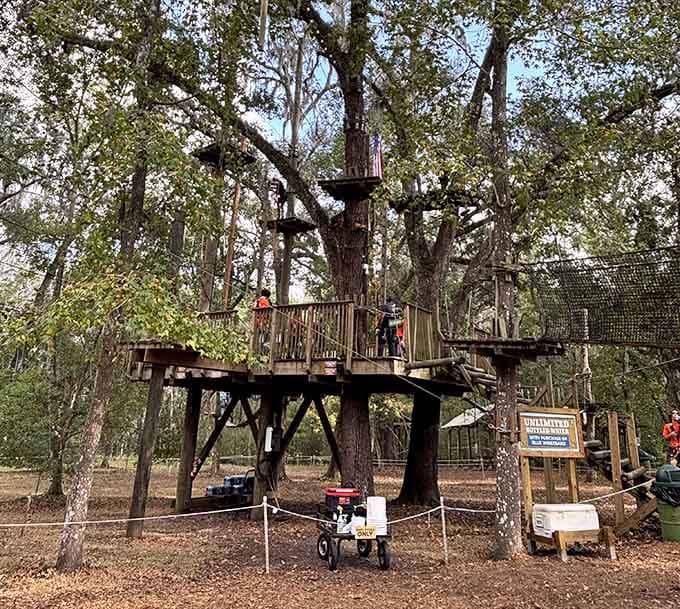 Multi-level platforms wrap around ancient trees, creating a village in the canopy where adventure seekers become temporary forest dwellers.