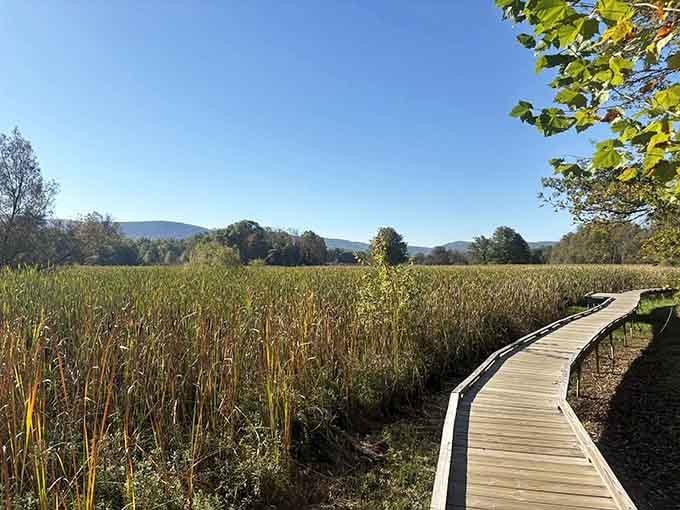 Sunlight catches the grasses just right, creating that golden-hour glow photographers wait all day to capture.