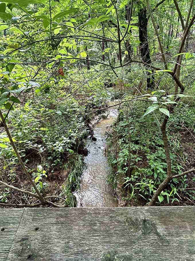 A gentle creek whispers along beside the trail, providing the kind of soundtrack no playlist can match.