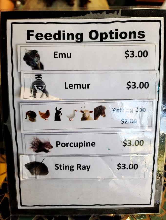Special feeding experiences available for those seeking extra-close encounters with some of the park's most fascinating residents.
