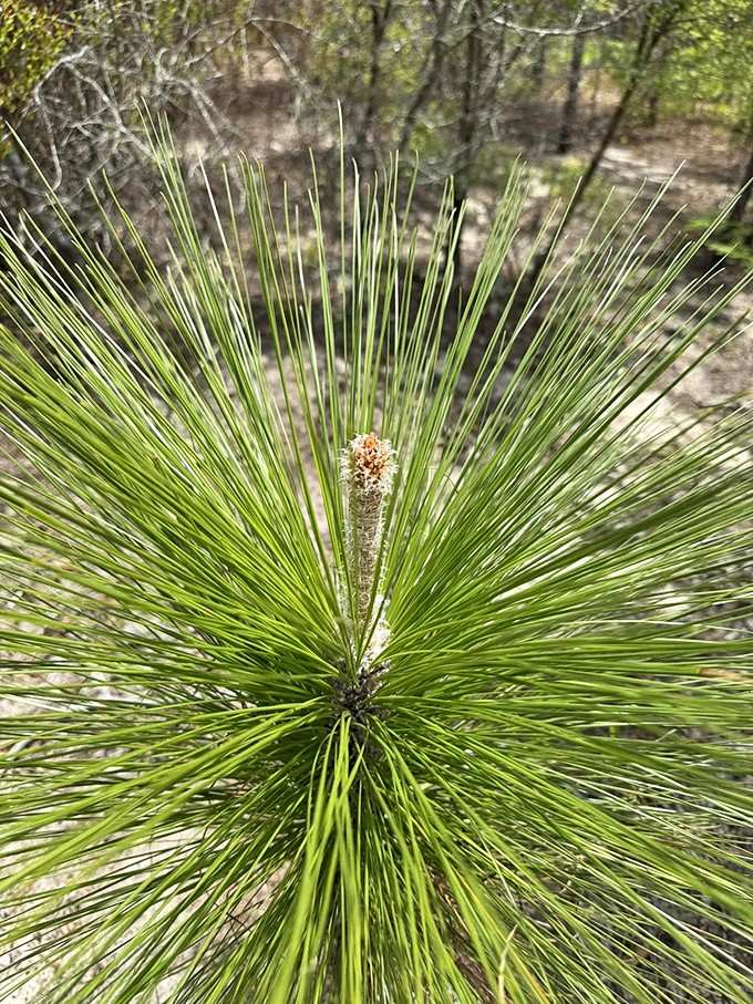 The longleaf pine's starburst pattern radiates outward like nature's own fireworks display, frozen in time.