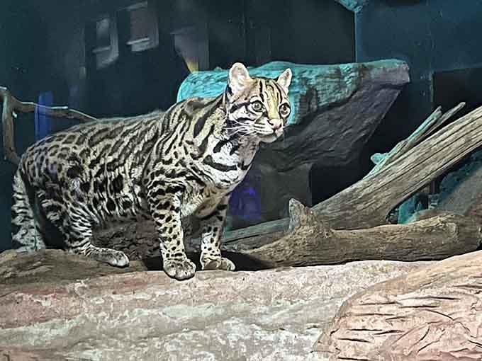 This spotted beauty proves that wildcats come in packages smaller than lions but equally captivating.