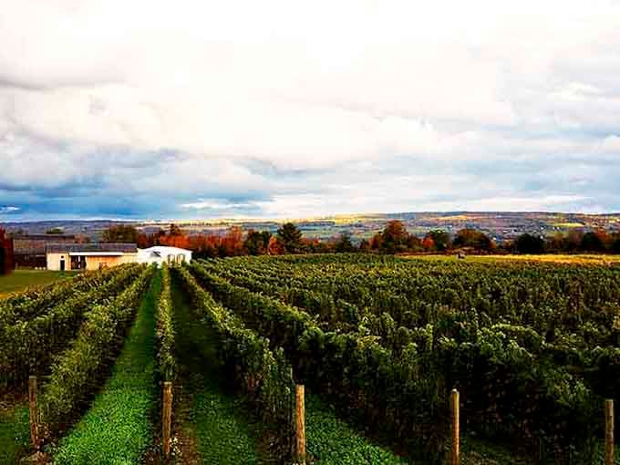 Those perfectly manicured vine rows stretch toward distant hills under a sky worthy of a landscape painting.
