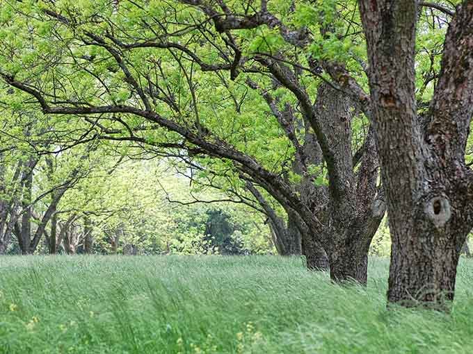 Ancient trees creating natural canopies over rolling grass. This is the Georgia landscape that makes you understand why people put down roots here.