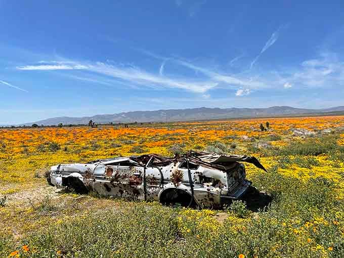 This vintage car found its final resting place surrounded by wildflowers, becoming unexpectedly photogenic in retirement.