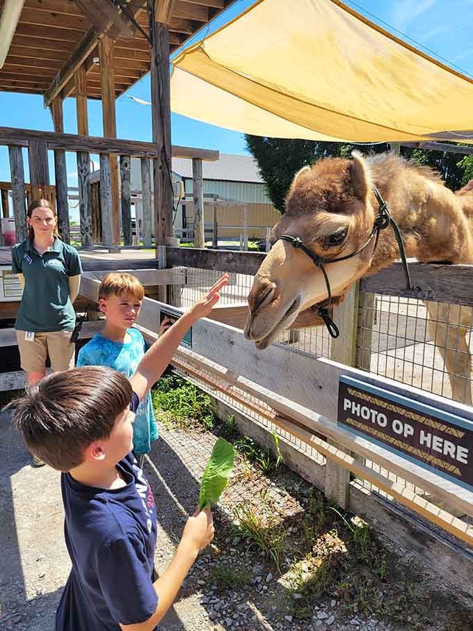 That camel's getting hand-fed like royalty, clearly understanding that being adorable comes with certain dining privileges and perks.
