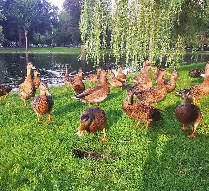 The duck committee gathers for their daily meeting, discussing important matters like breadcrumbs and pond real estate.