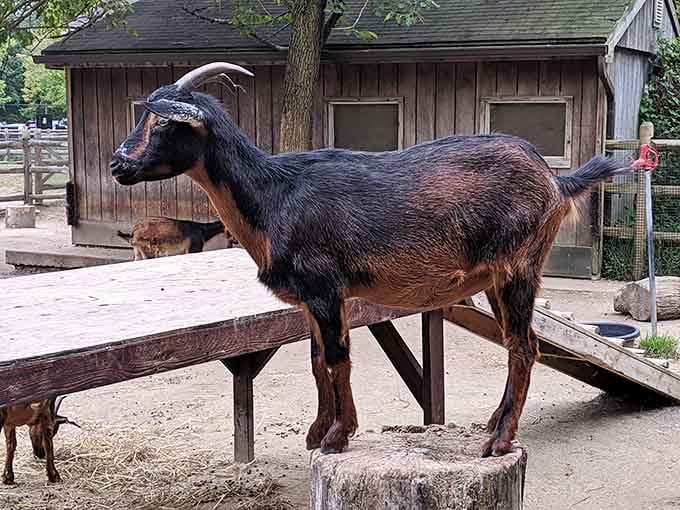 That goat standing on the platform like it just won an Olympic medal for being adorable.