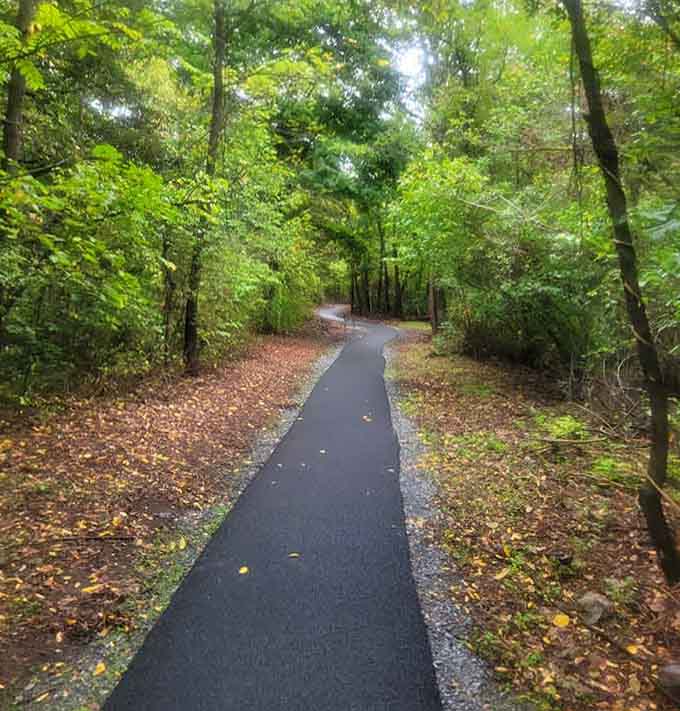 This paved path means everyone gets to enjoy the woods, regardless of wheels, walkers, or wobbly knees.