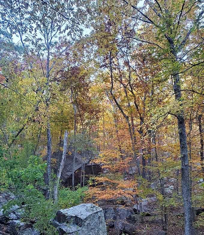 Autumn transforms the surrounding forest into a golden cathedral, making the waterfall even more magical than usual.