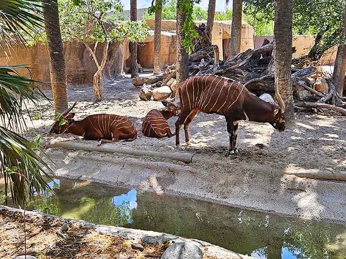 Gladys Porter Zoo brings world-class animal encounters to a city where your rent won't feel extinct.