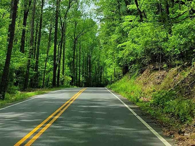 This winding road through the green tunnel of trees makes the journey just as rewarding as any destination could be.