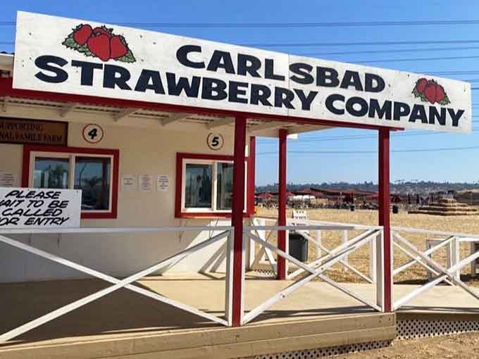 The Carlsbad Strawberry Company signage promises exactly what it delivers: honest-to-goodness strawberries worth the drive and effort.