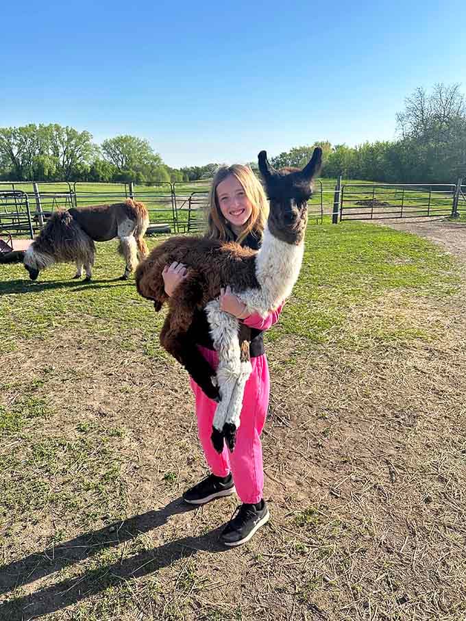 Holding a llama might just be the most unexpectedly wonderful experience you'll have in Minnesota this year.