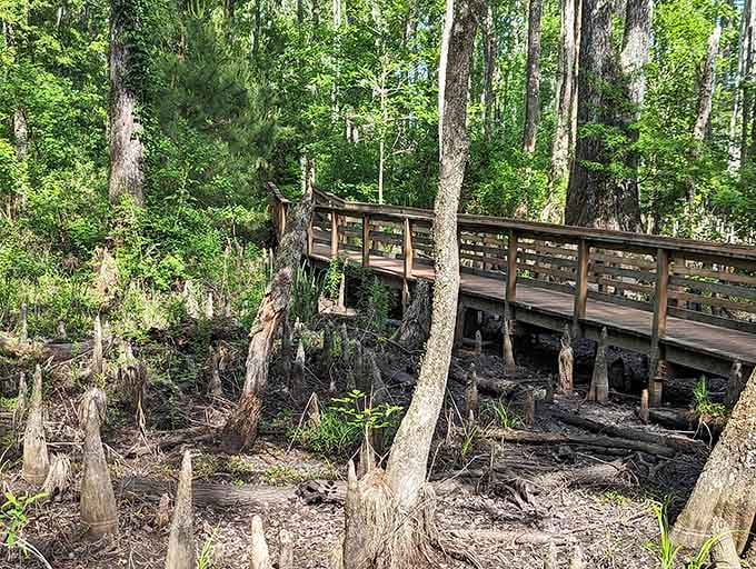 The boardwalk curves through cypress swamps, giving you an up-close view without getting your feet wet or muddy.