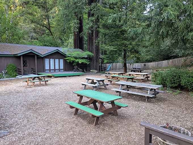 Picnic tables nestled among the redwoods, because sometimes the best dining room is the one nature already built perfectly.