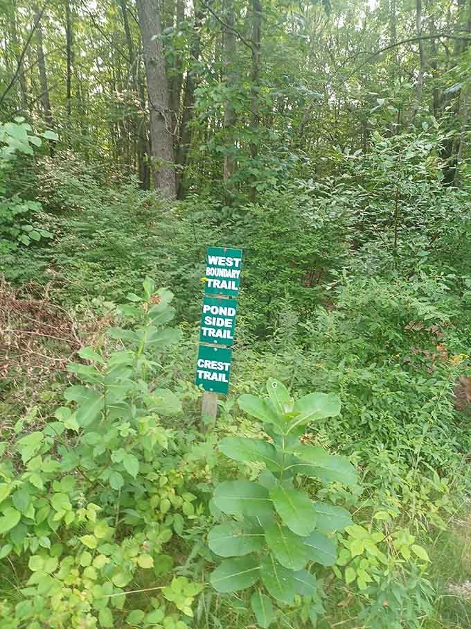 Trail signs pointing you toward serenity, because getting lost in nature beats getting lost online.
