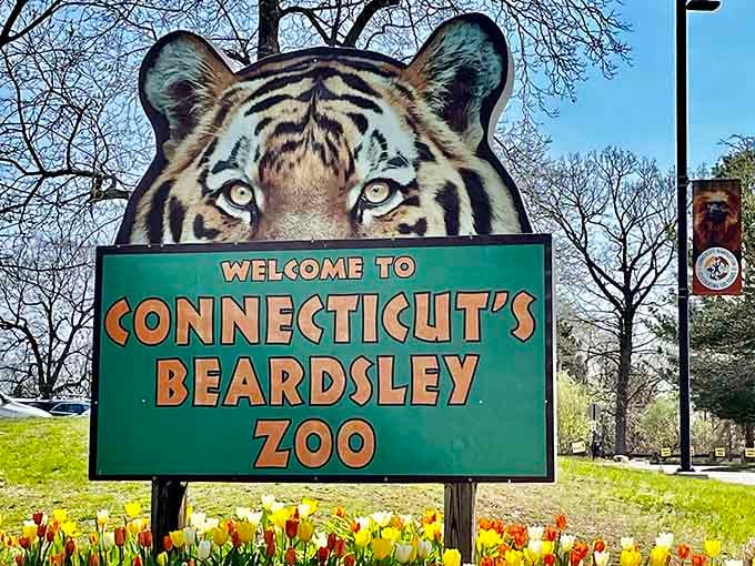 Connecticut's only zoo welcomes you with a tiger's piercing gaze that promises adventure awaits inside.