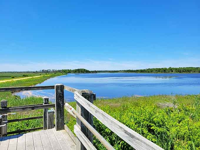 Tuckahoe Wildlife Management Area stretches endlessly, reminding you that New Jersey contains more than just highways and diners.