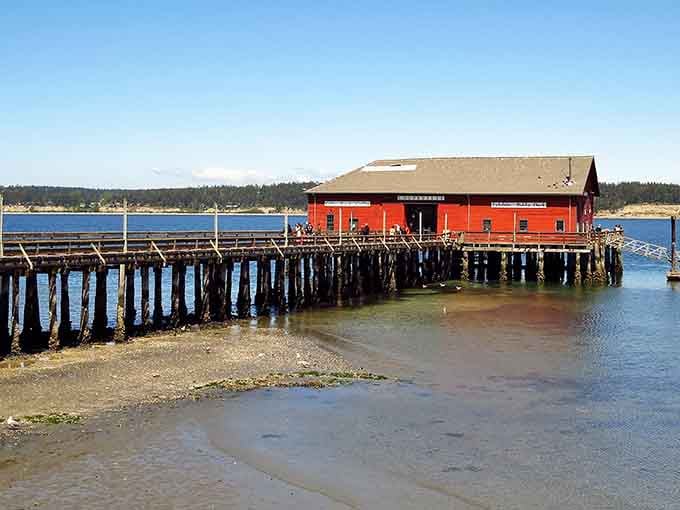 The historic wharf stretches into Penn Cove where mussels grow and seabirds patrol like they own the entire operation.