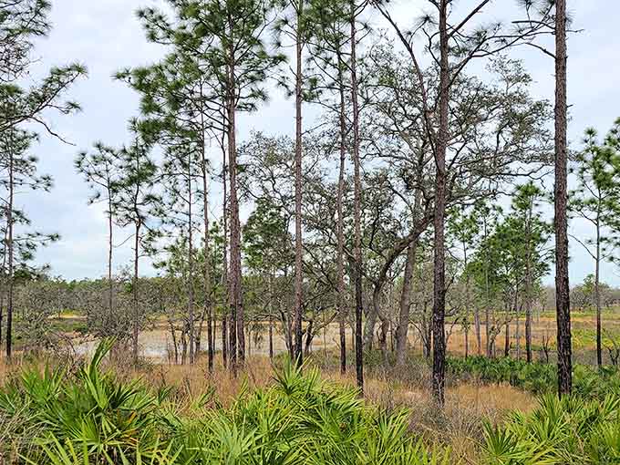 Pine flatwoods stretch endlessly, offering the kind of solitude that makes you remember why Florida's called the Sunshine State.